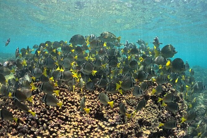 DE Huatulco Secret Reefs Snorkeling Tour DE Huatulco - An Overview of the Snorkeling Adventure in Huatulco