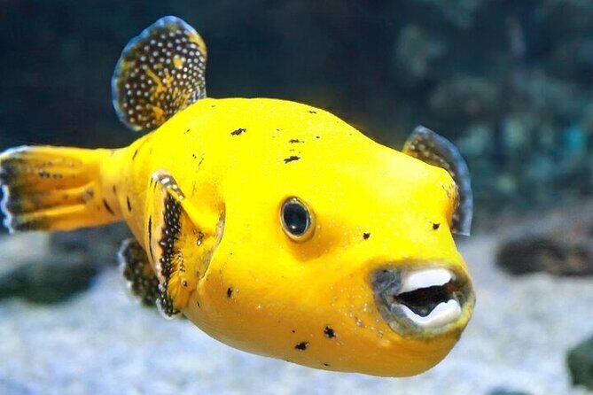 DE Huatulco Secret Reefs Snorkeling Tour DE Huatulco - Who Will Love This Experience?