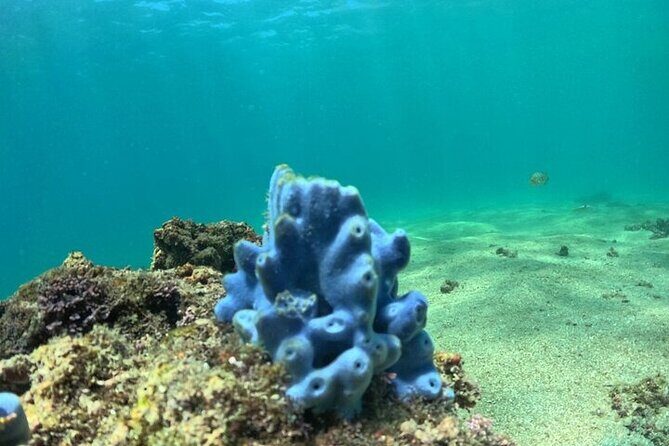 DE Huatulco Secret Reefs Snorkeling Tour DE Huatulco - Final Thoughts on the DE Huatulco Secret Reefs Snorkeling Tour