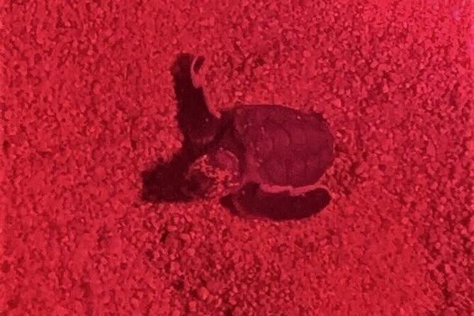 DE rismo and Night Monitoring of Sea Turtles - The Itinerary in Detail: What to Expect