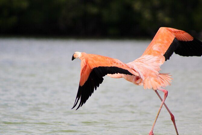 De Valladolid:Rio lagartos+Coloradas+Ek Balam+Cenote(Transporte) - FAQs