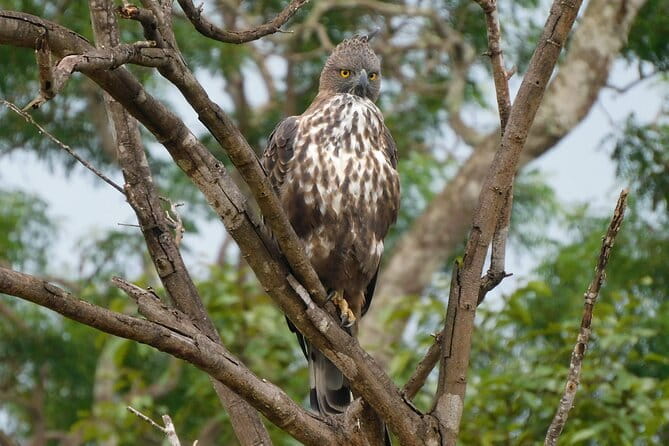 Dediyagala Village Tour(from Galle, Mirissa, Ahangama, Matara) - The Sum Up