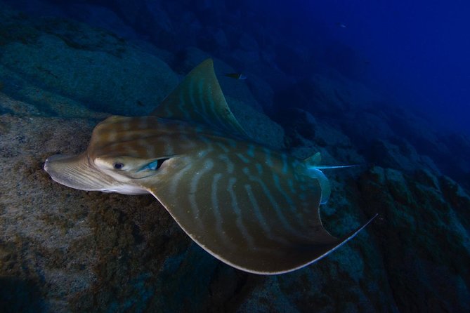 DEEP DIVING SPECIALITY - Discover a New World up to 40M Depth ! - Overview and Experience