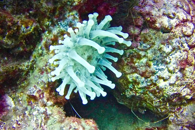 DEEP DIVING SPECIALITY - Discover a New World up to 40M Depth ! - Traveler Requirements and Accessibility