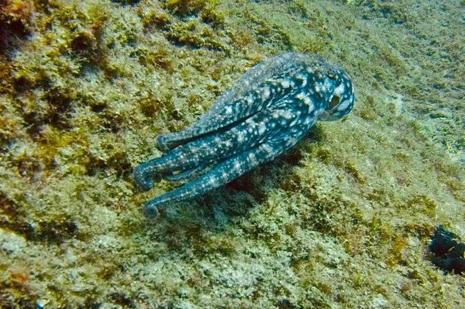 DEEP DIVING SPECIALITY - Discover a New World up to 40M Depth ! - What to Expect