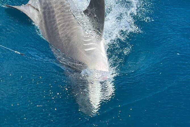 Deep sea fishing charters in Fort Lauderdale aboard 52' Hatteras - The Experience from the Reviews