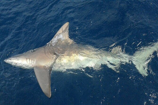 Deep sea fishing charters in Fort Lauderdale aboard 52' Hatteras - The Sum Up