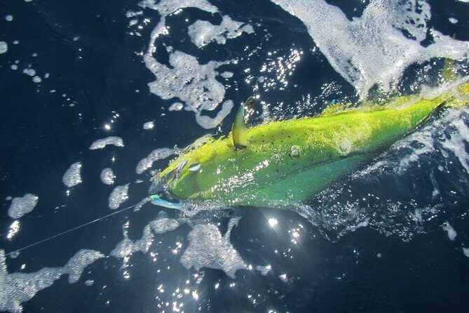 Deep Sea Fishing for 5 Hours from Cabo San Lucas - FAQs