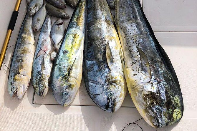 Deep Sea Fishing Tour - FAQ