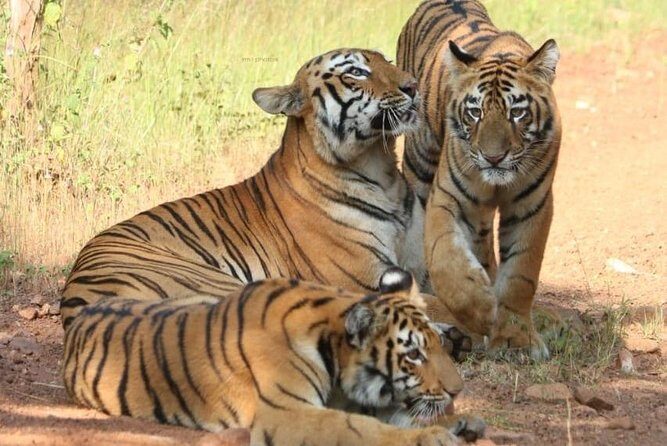 Delhi Agra Jaipur Ranthambore Tigers 5 Days Tour From Delhi - Final Thoughts