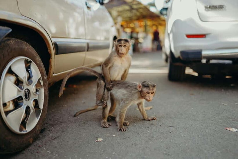 Delhi: Monkey Safari guided walking tour - Exploring Delhi’s Urban Wildlife: What to Expect