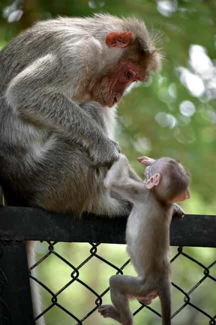 Delhi: Monkey Safari guided walking tour - Who Would Love This Tour?