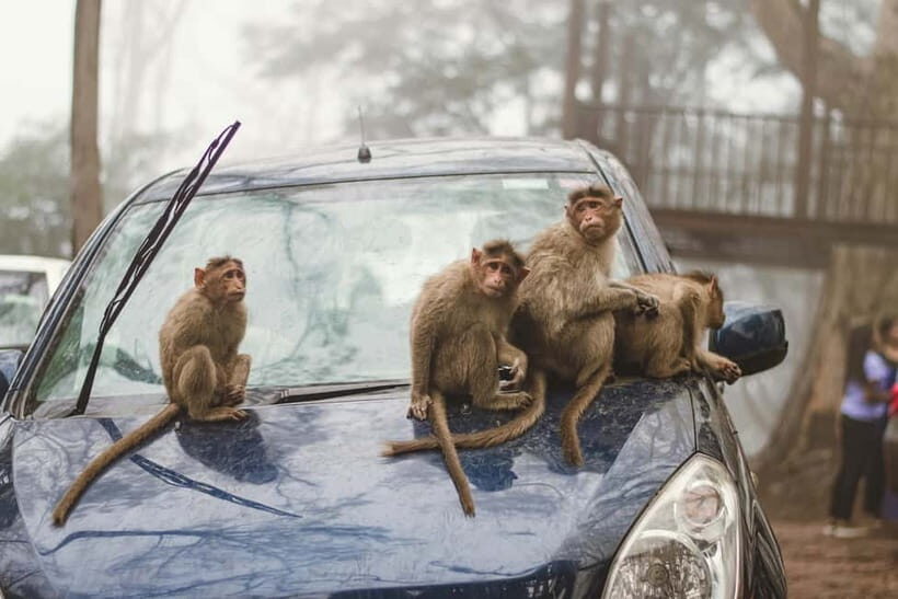 Delhi: Monkey Safari guided walking tour - FAQ