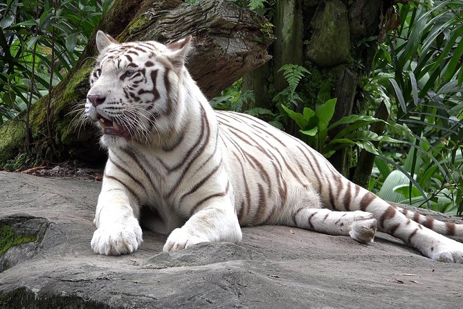 Delhi Zoo White Tigers & lions with Old Fort Visit - The Sum Up: Who Should Consider This Tour?