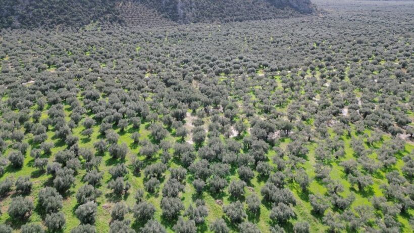 Delphi: Easy Hike on Ancient Path through the Olive Groves - Final Thoughts: Who Is This Tour Best For?