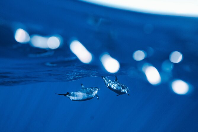 Deluxe Catamaran Swim With Dolphins in Oahu With Waterslide - Inclusions and Amenities