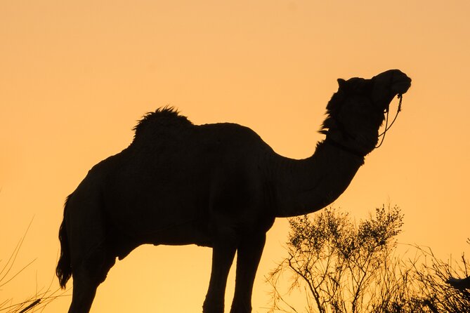 Deluxe Desert Experience & Cultural Night - Practical Details & Tips