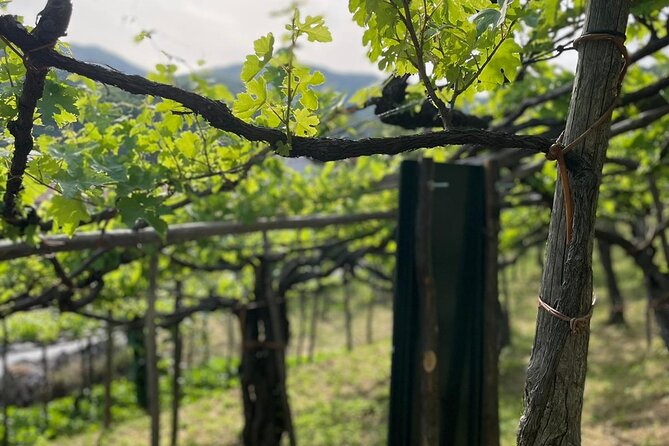 Deluxe Experience: Mozzarella, Oil and Wine Tasting on the Amalfi Coast - Final Thoughts