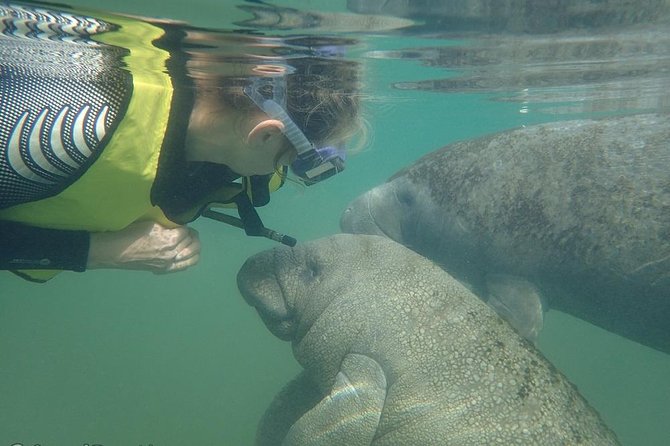 Deluxe Manatee Swim Tour - The Sum Up: Is It Worth It?