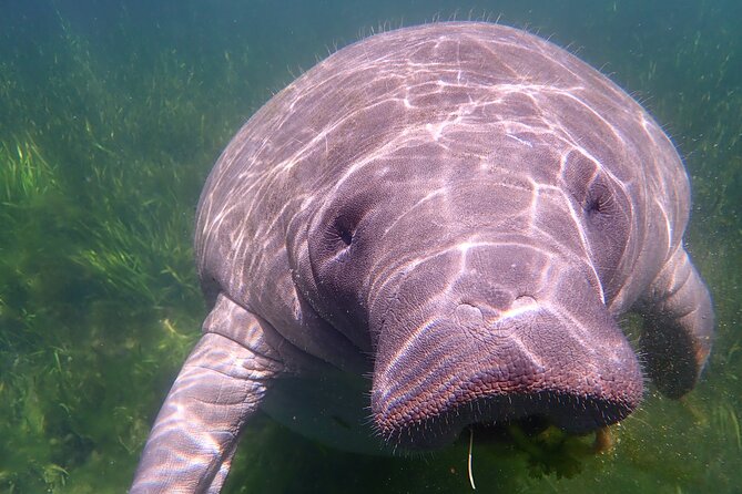 Deluxe Manatee Swim Tour - FAQ