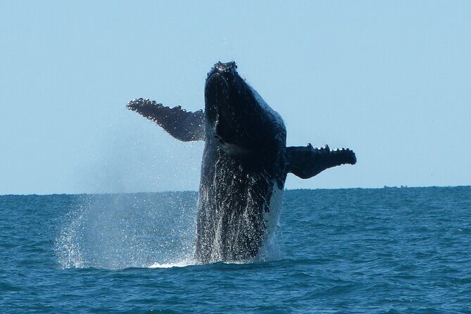 Deluxe Mega Fauna Humpback or Whaleshark Swim Ningaloo Reef - The Experience: What to Expect on the Day