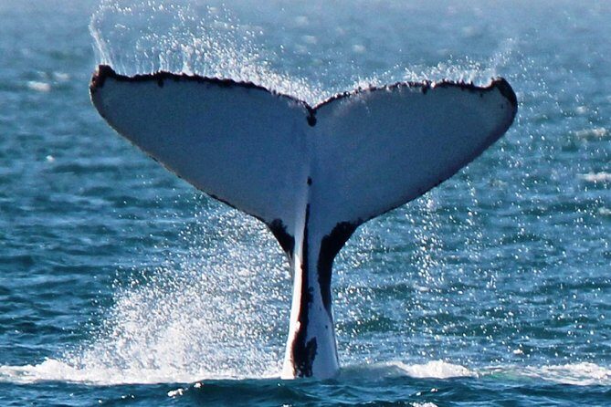Deluxe Mega Fauna Humpback or Whaleshark Swim Ningaloo Reef - Small Group Advantage and Crew Expertise