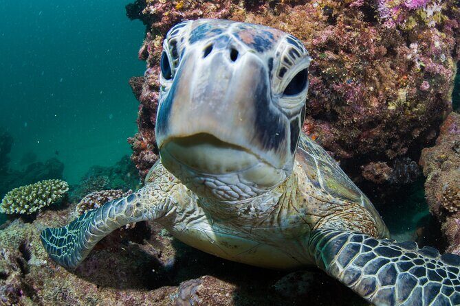 Deluxe Mega Fauna Humpback or Whaleshark Swim Ningaloo Reef - Who Should Consider This Tour?