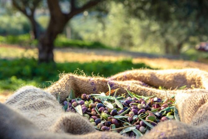 Deluxe Mykonos Tour for Cruise Passengers - Exploring the Picturesque Streets of Mykonos