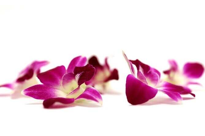 Deluxe Orchid Lei Greeting (Maui, Kahului Airport, OGG) - Pricing and Value Analysis