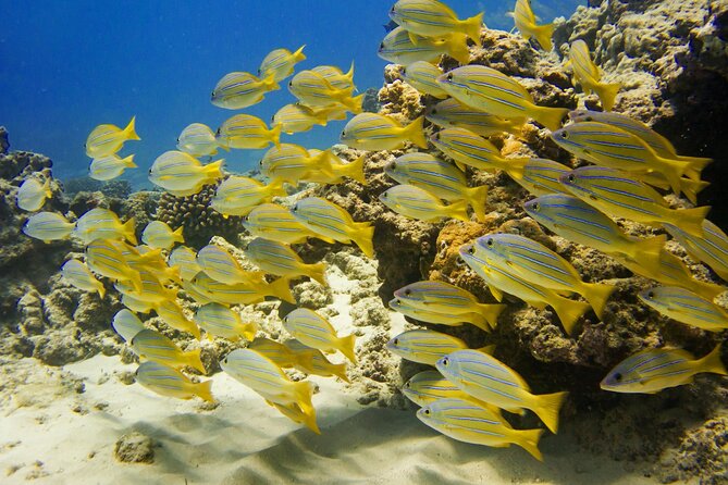Deluxe Snorkel and Wildlife Cruise in Waikiki - Who Should Consider This Tour?