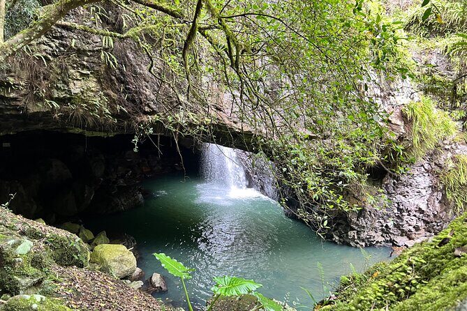 Deluxe Tamborine & Springbrook Day Tour with Skywalk & Glow Worms - Key Points