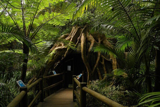 Deluxe Tamborine & Springbrook Day Tour with Skywalk & Glow Worms - The Value for Money
