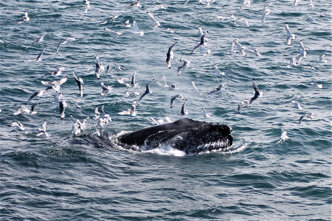 Deluxe Whale Watching and Whales of Iceland Exhibition Combo from Reykjavik - FAQ