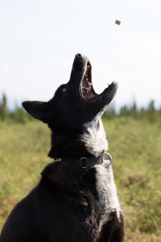 Denali: 1 Hour Tundra Walk With Free Running Sled Dogs - An Authentic Look at Alaska’s Tundra and Sled Dogs