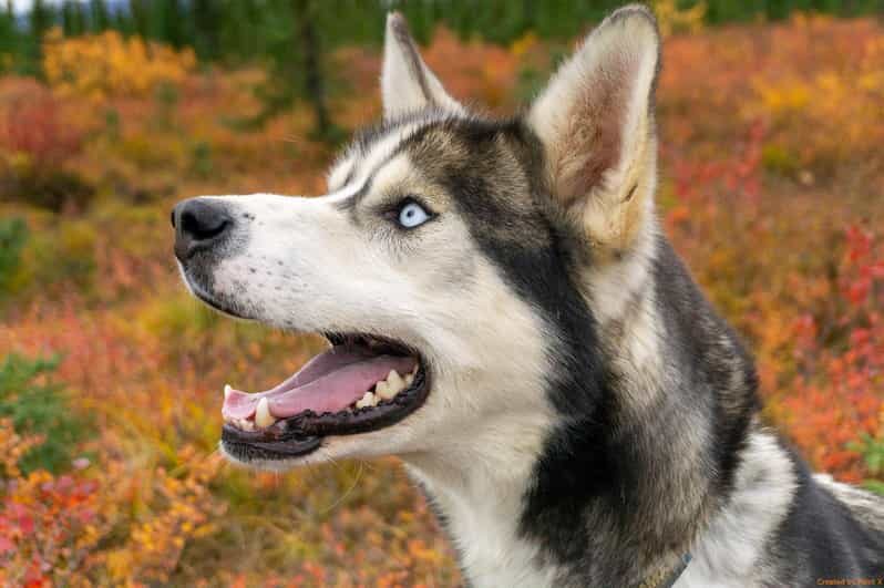 Denali: 1 Hour Tundra Walk With Free Running Sled Dogs - Why This Tour Represents Good Value