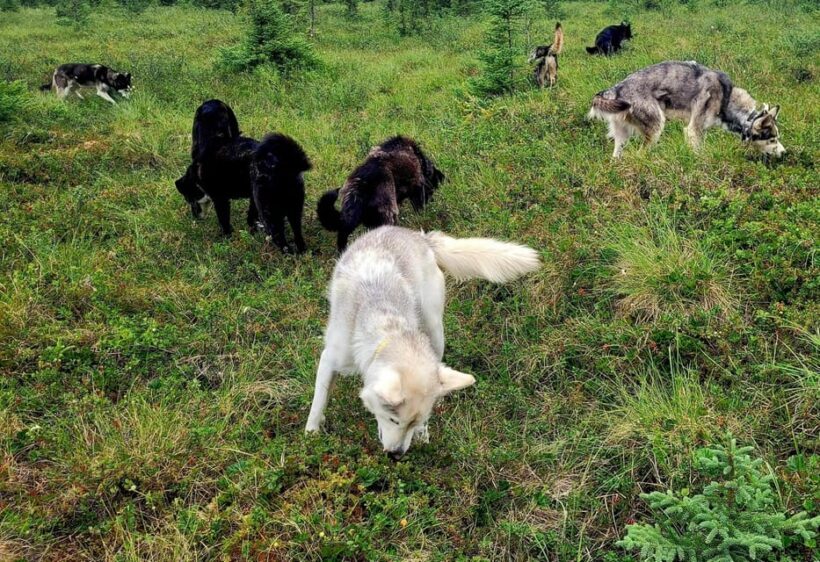 Denali: 1 Hour Tundra Walk With Free Running Sled Dogs - The Impact of the Guides and Dogs