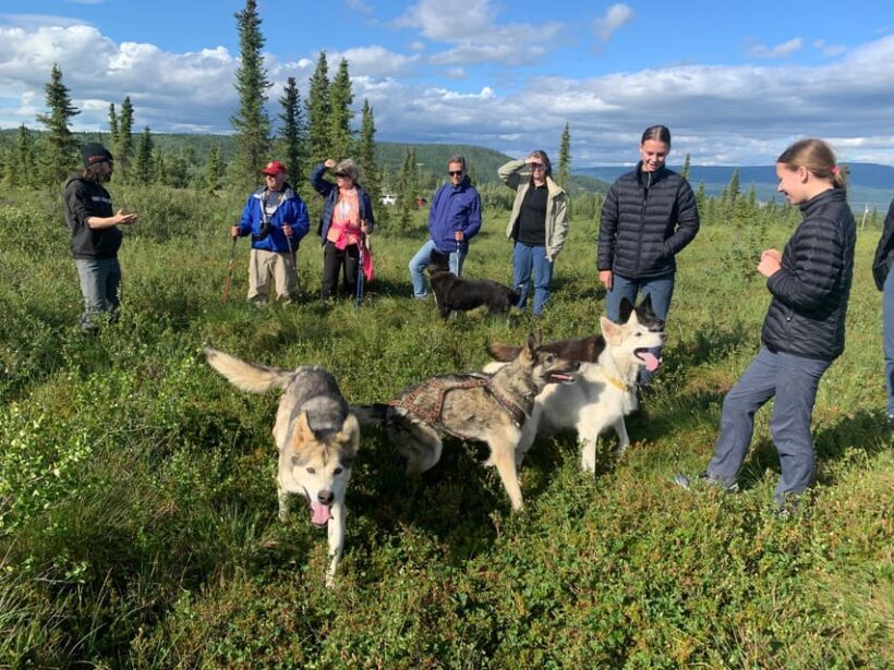 Denali: 1 Hour Tundra Walk With Free Running Sled Dogs - Who Is This Tour For?
