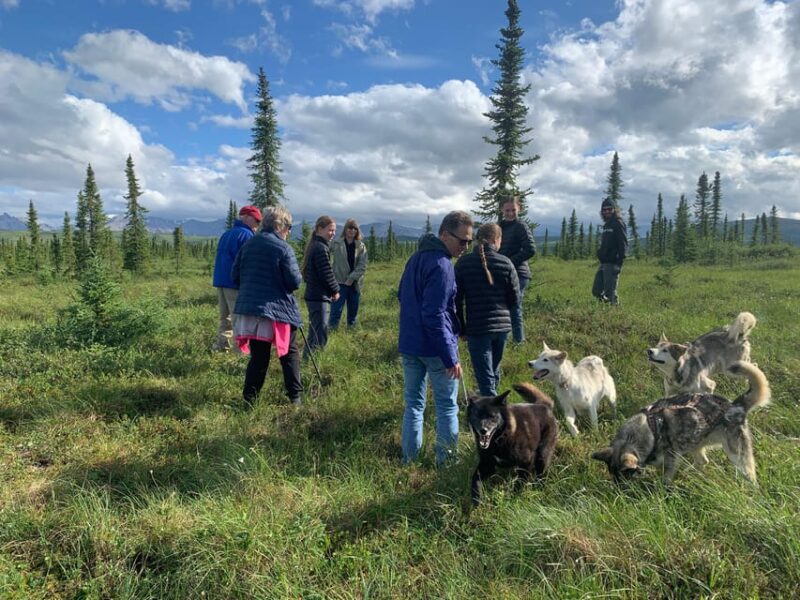 Denali: 1 Hour Tundra Walk With Free Running Sled Dogs - Who Will Love This Tour?