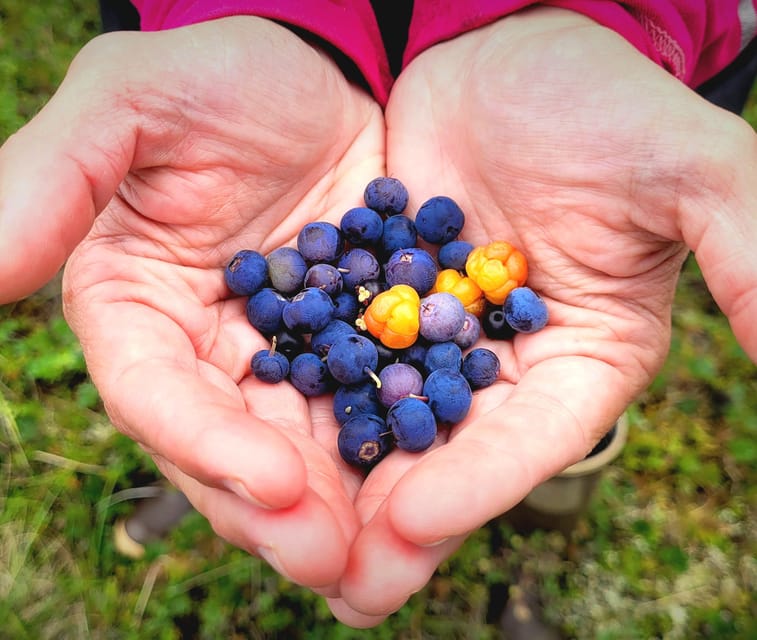 Denali: 1 Hour Tundra Walk With Free Running Sled Dogs - FAQ