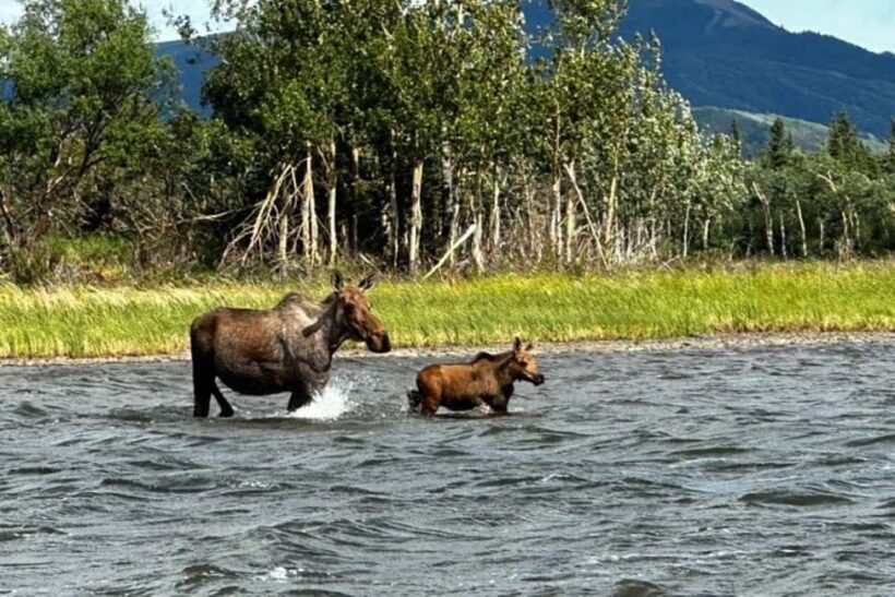 Denali: 3 Hour Fat Truck/SHERP Off-Road Adventure - Wildlife Sightings and Nature Insights