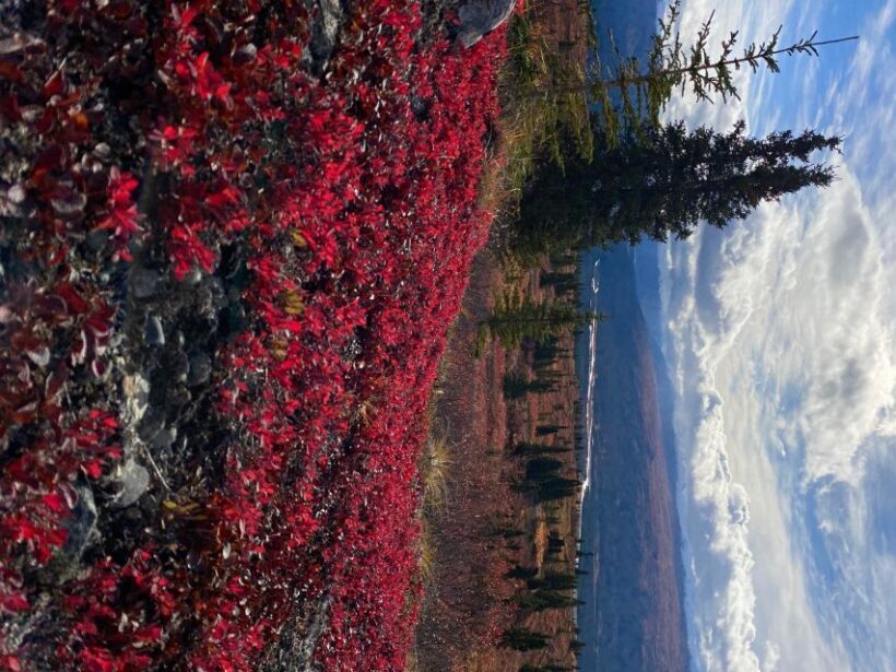 Denali: 5-Hour Guided Wilderness Hiking Tour - A Closer Look at the Experience
