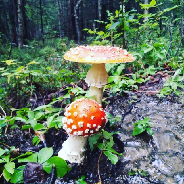 Denali: Denali National Park Walking Tour - The Value of the Experience