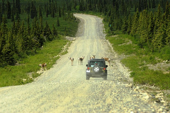 Denali Highway Jeep Excursion - Reviews and Feedback From Previous Travelers