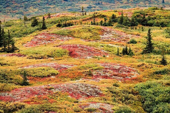 Denali Highway Overnight Excursion - Introduction: A True Alaska Experience