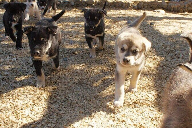 Denali Husky Kennel & Brewpub Visit  Half-Day Experience - The Experience: What to Expect