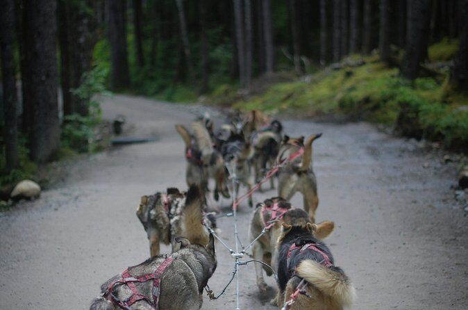 Denali Husky Kennel & Brewpub Visit  Half-Day Experience - FAQ