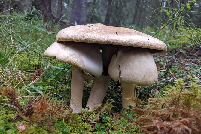 Denali National Park Walking Tour - Customer Feedback and Experiences