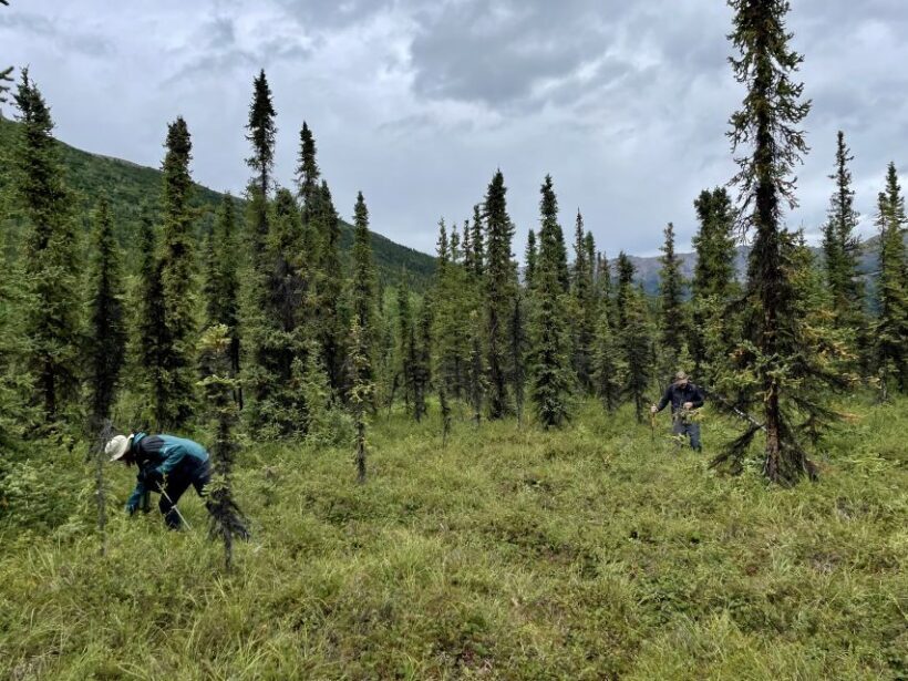 Denali: Naturalist Walking Tour in Denali National Park - FAQs