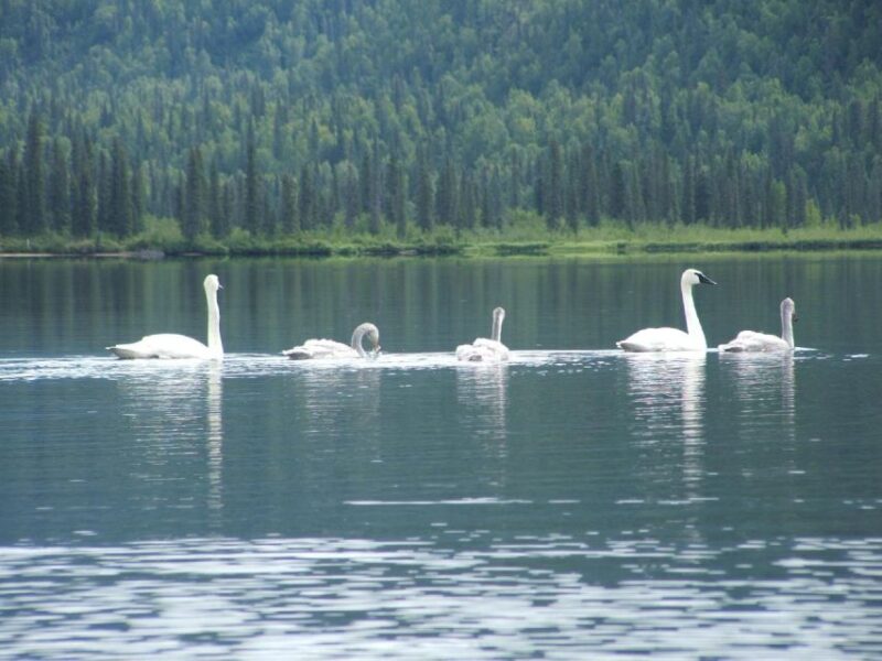 Denali State Park: Guided Byers Lake Kayaking Tour - Who Is This Tour Best For?