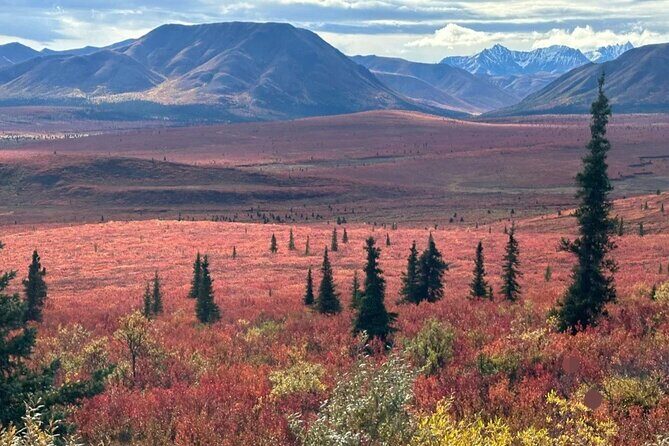 Denali Summer Winter Trial Shuttle with Professional Camera - Who Should Consider This Tour?